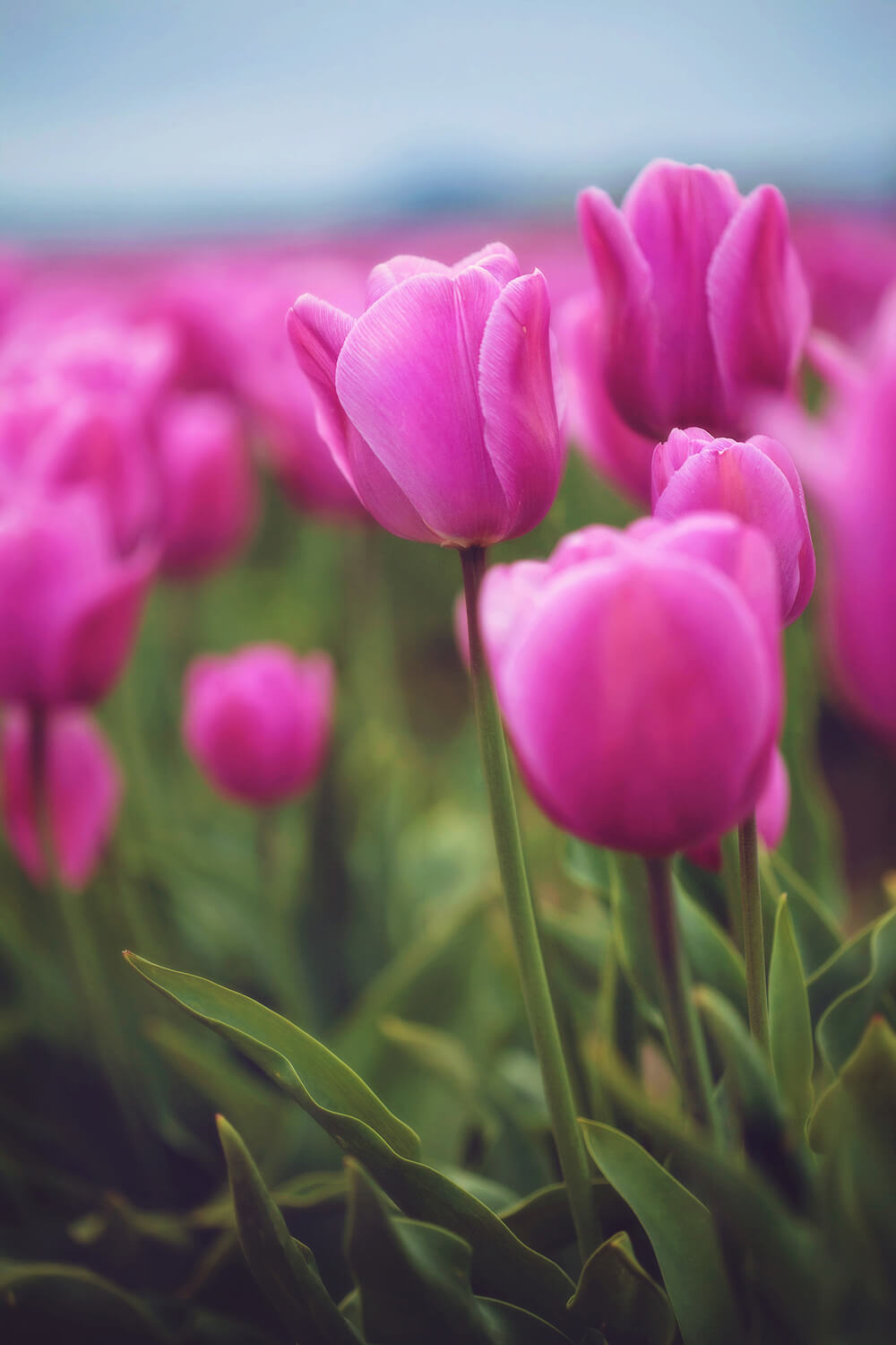 Sarah Wolfe Photography » In the Tulip Field - Sarah Wolfe Photography